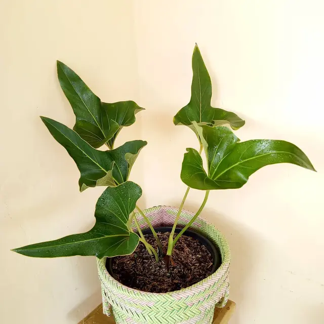 11 Jenis Anthurium Terpopuler yang Indah dan Banyak Dicari, Kenali Ciri ...