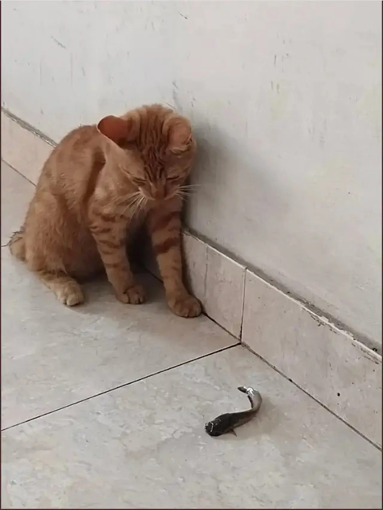 10 Potret Kucing Bawa Pulang Hadiah Untuk Majikan Ini Bikin Geleng ...