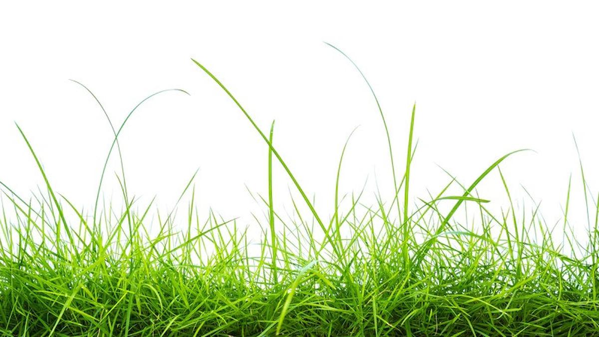 10 Manfaat Rumput Teki Bagi Manusia dan Lingkungan Sekitar, Berikut Pro ...