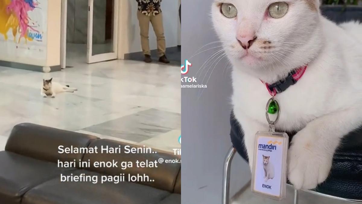 Viral Enok Kucing Bank Mandiri Hadiri Apel Senin, Kali Ini Gak Telat ...