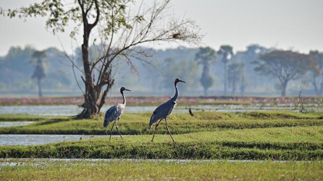 10 Burung dengan Paruh Terpanjang di Dunia, Adaptasi Unik untuk ...