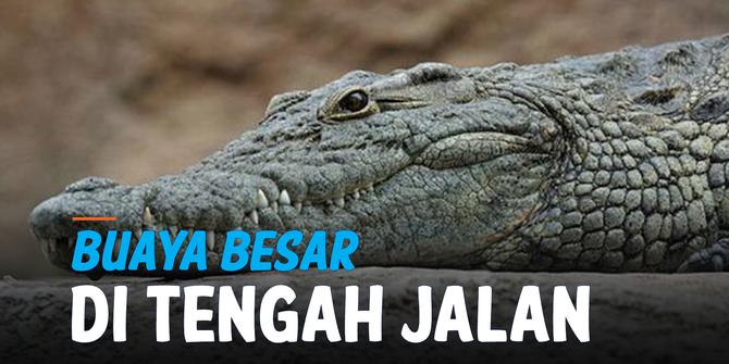 VIDEO: Heboh, Buaya Berkeliaran di Tengah Jalan Terekam Kamera Warga ...