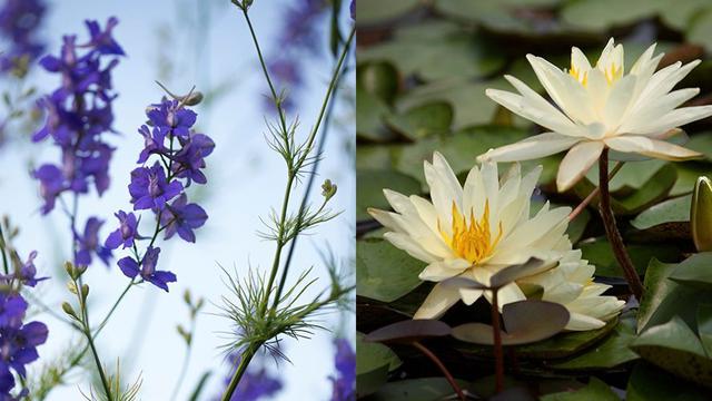 12 Bunga Berdasarkan Bulan Kelahiran dan Makna Rahasia di Baliknya ...