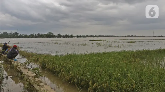 Sungai Citarum Meluap, Ratusan Rumah di Karawang Terendam Banjir - Regional Liputan6.com