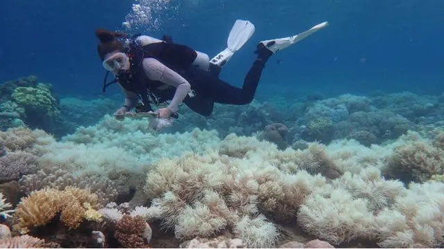 UNESCO Desak Australia Selamatkan Great Barrier Reef dari Ancaman ...