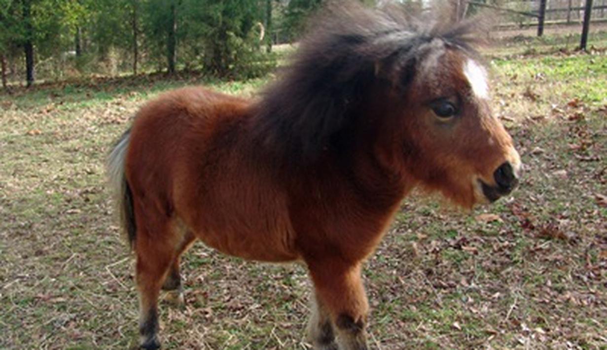 Tak Hanya Unik: Rambut Hewan Ini Juga Aneh dan Terkesan Buruk - Photo ...