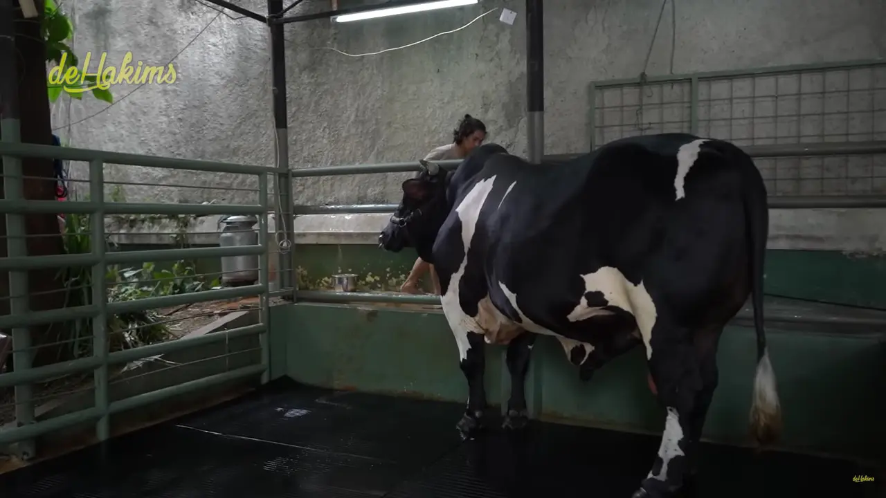 Bobot Wariso dan Harganya, Sapi Jumbo Irfan Hakim untuk Kurban - Hot ...