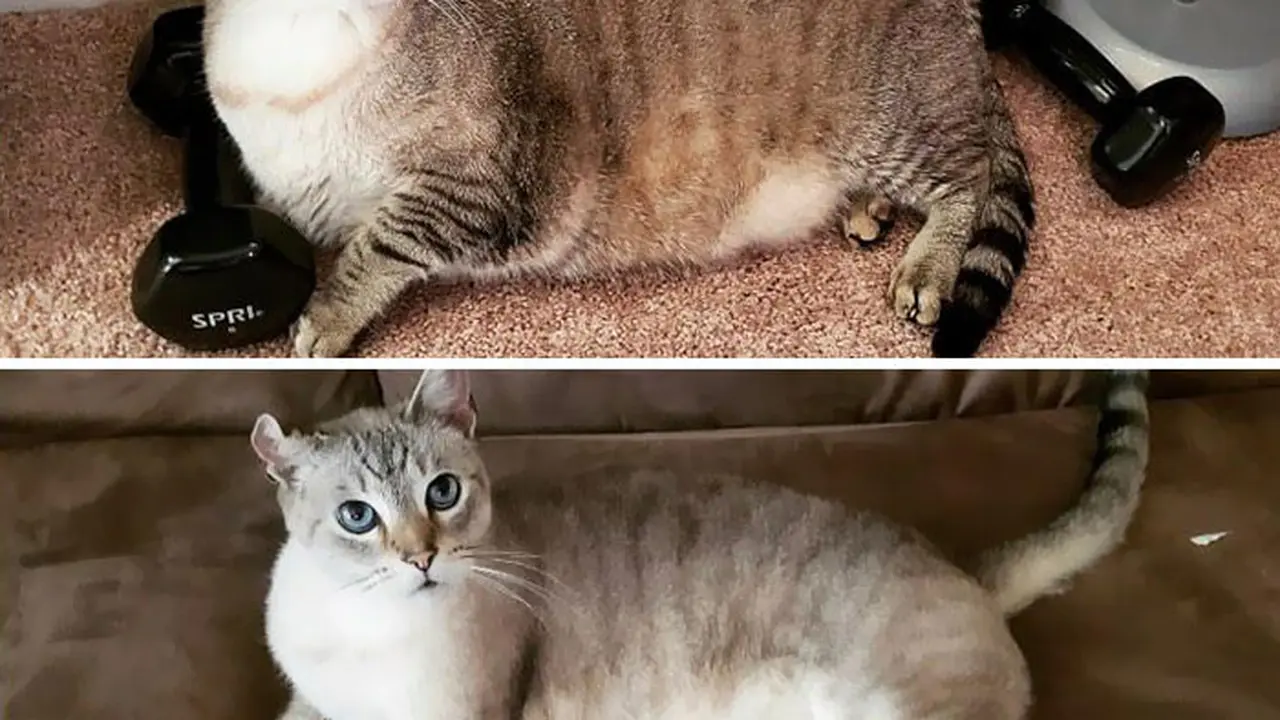 8 Potret Keren Transformasi Kucing Obesitas jadi Kurus - Citizen6 ...