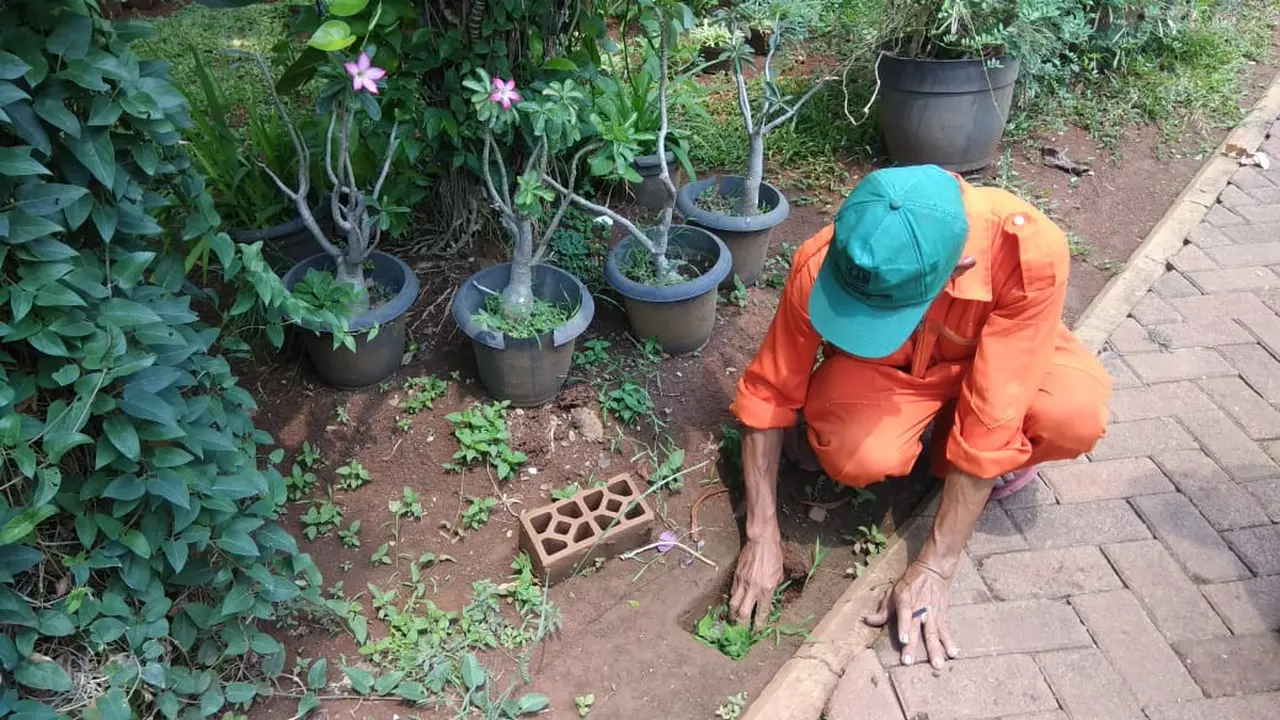 Manfaat Biopori Bagi Lingkungan Dan Cara Membuatnya Hot