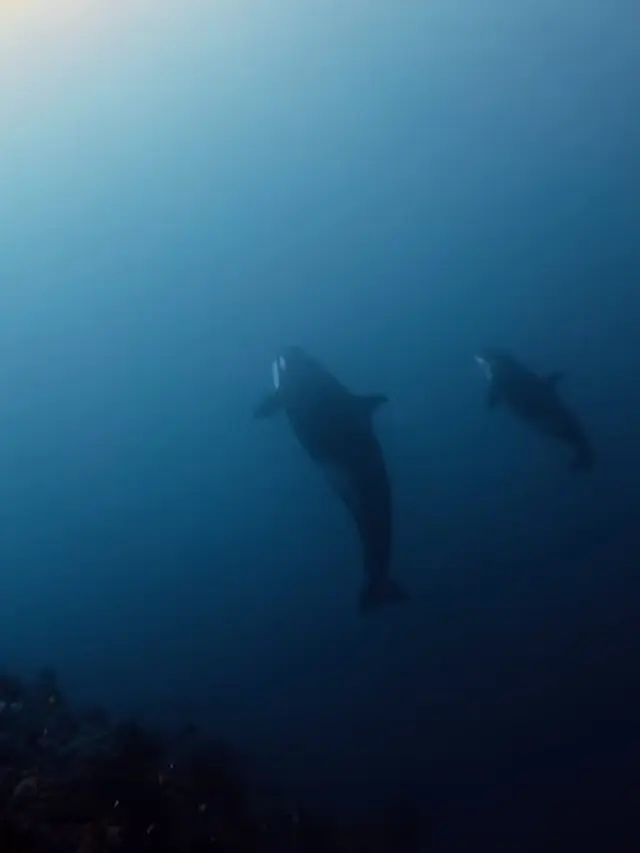 Kisah Penyelam Abadikan Momen Langka nan Menakjubkan Bertemu Paus Orca ...
