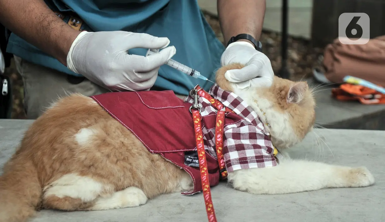 Sudin KPKP Jakarta Selatan Gelar Vaksinasi Rabies Gratis untuk Hewan ...
