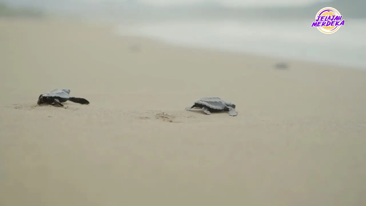 Konservasi Penyu dan Pantai Kebo, Destinasi Wisata Edukasi Menarik di ...