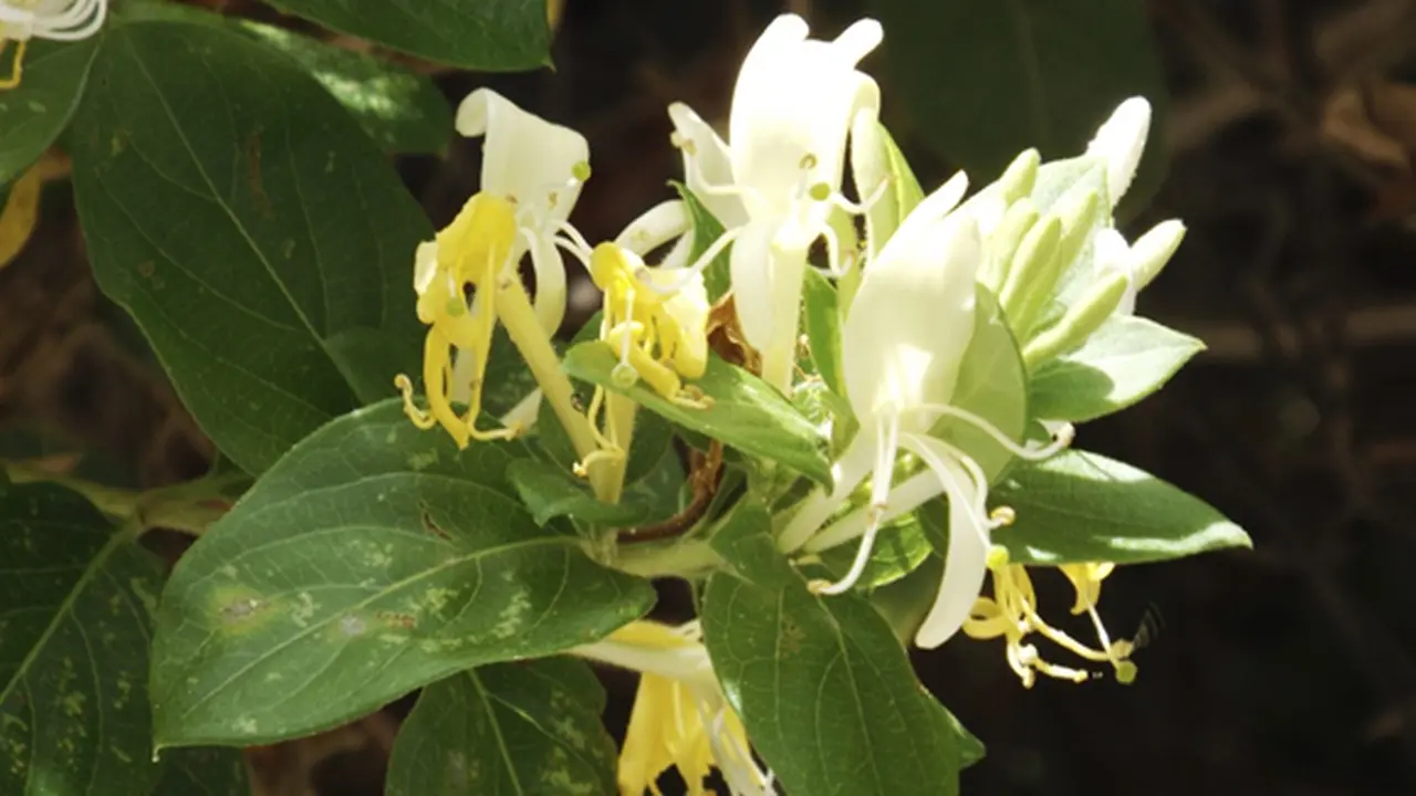 Karakter Zodiak Berdasarkan Simbol Bunga (Part 1) - Lifestyle Fimela.com