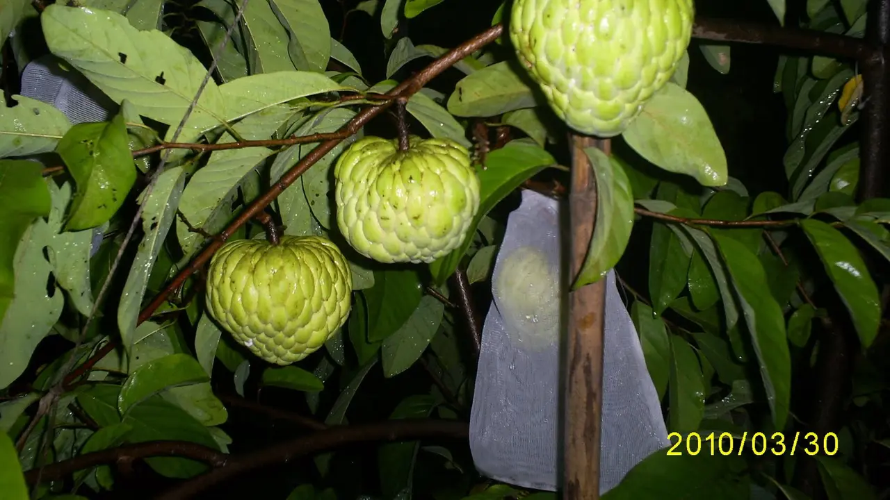 10 Manfaat Daun Srikaya bagi Kesehatan, Kenali Efek Sampingnya - Hot ...