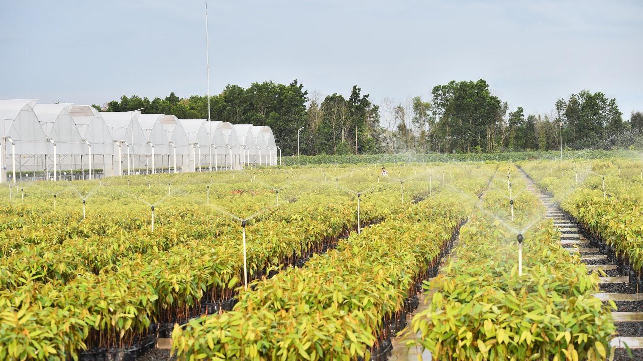Persemaian Bibit Skala Besar Siap Dukung Program Rehabilitasi Hutan dan ...