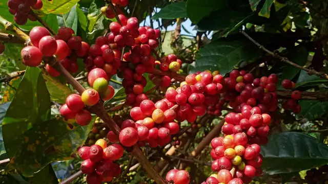 Mengenal Excelsa, Varietas Kopi Indonesia yang Kerap Disangka Robusta ...
