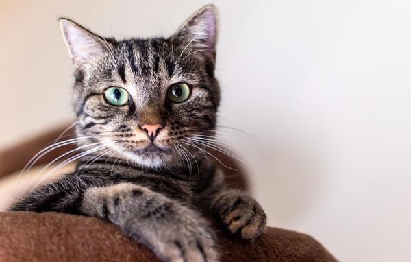 Arti Ceban dan Istilah Nominal Uang Lainnya: Sejarah dan Penggunaannya