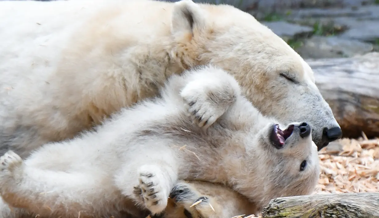 FOTO: Menggemaskannya Tingkah Manja Anak Beruang Kutub pada Sang Induk ...