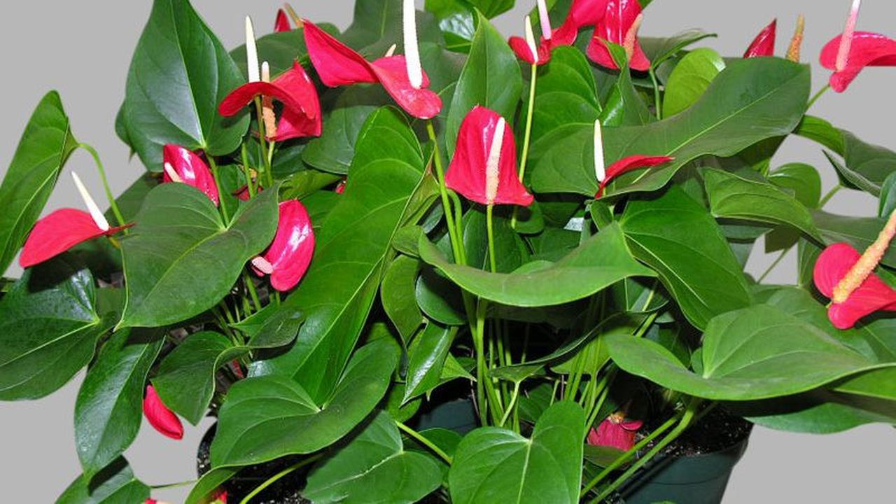 10 Tanaman Hias Berbunga yang Cocok Ditanam di Pot Rumah, Mudah Dirawat ...
