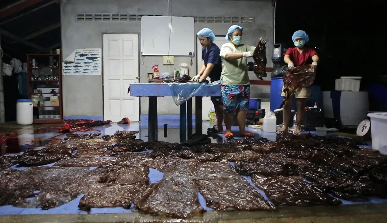 FOTO: Miris, 80 Kantong Plastik Penuhi Perut Paus Mati di Thailand ...