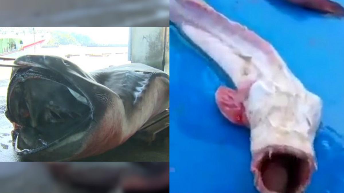 2 Ikan 'Monster' Terjaring Nelayan di Jepang dan Thailand - Global ...