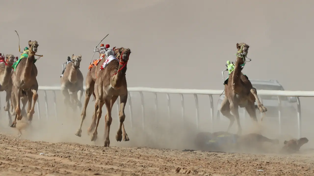 Akibat Minum Kencing Unta, Kenali 3 Fakta Penyakit MERS-CoV