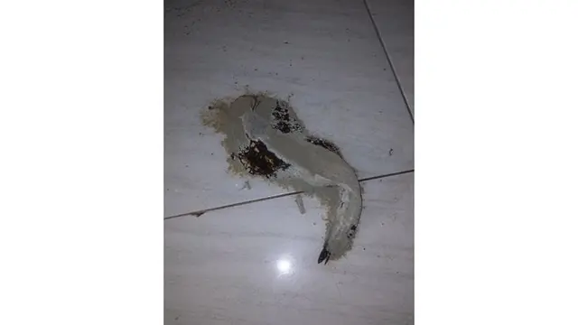 6 Potret Kos-kosan yang Ditinggal Pulang Berbulan-bulan karena Corona ...