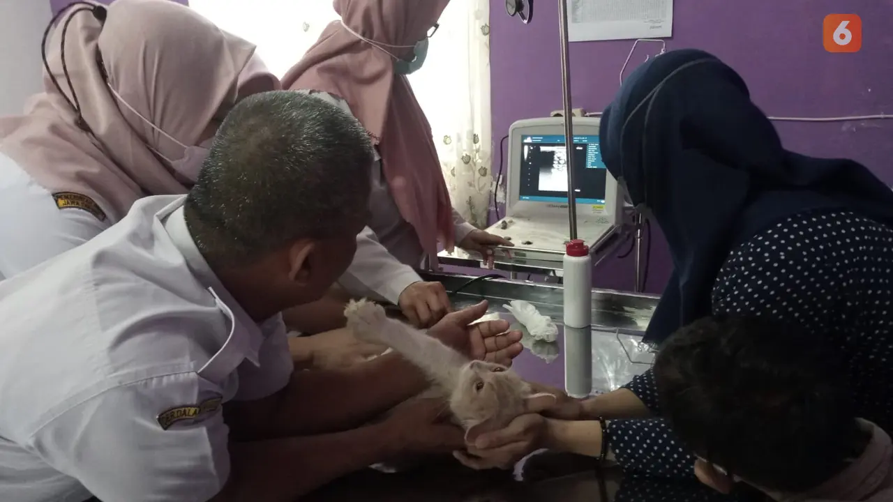 Cihui! Di Sukoharjo Ada Puskewan, Bisa USG Hewan Peliharaan