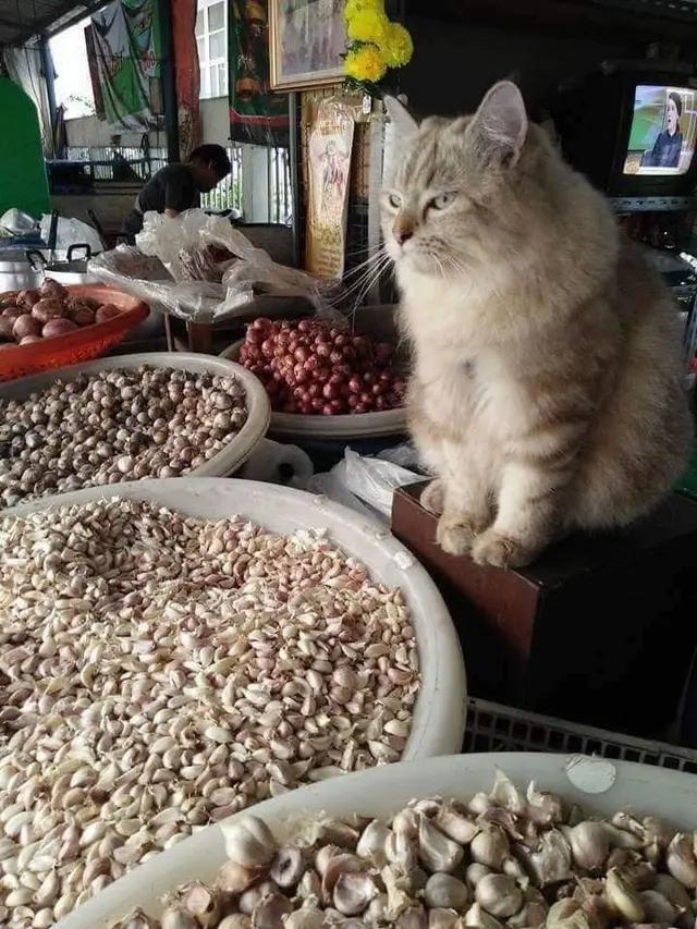 6 Tingkah Kucing di Pasar Ini Nyeleneh Banget, Bikin Penjual dan ...