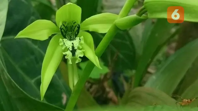 Ragam Anggrek di Festival Dahau, Kembangkan Tanaman Endemik Kutai Barat ...
