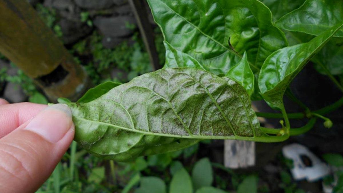 Musim Kemarau Masih Melanda, Tulungagung Diserang Hama Cabuk - News ...