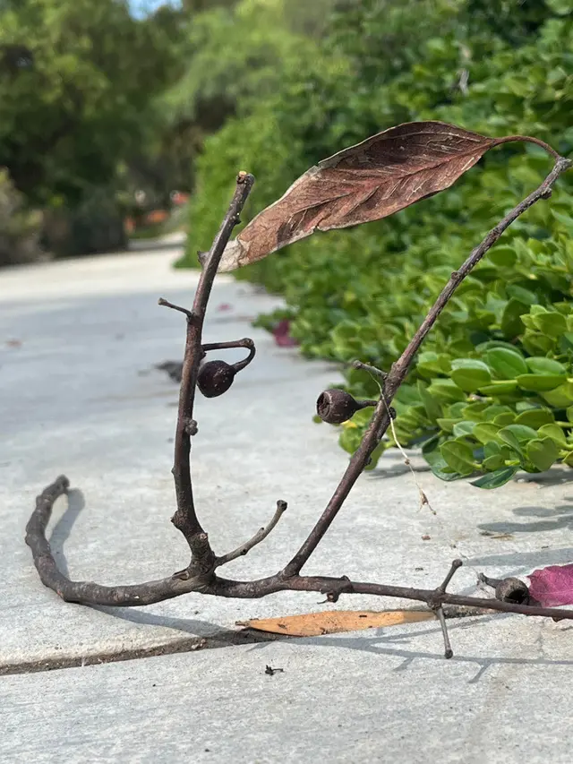 6 Potret Tumbuhan Seperti Sedang Berekspresi Bak Manusia Ini Unik ...