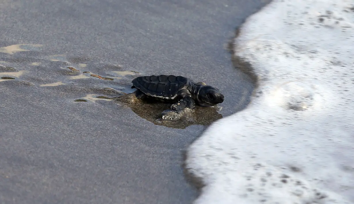 400 Bayi Penyu Lekang Dilepasliarkan di Pantai Bali - Foto Liputan6.com