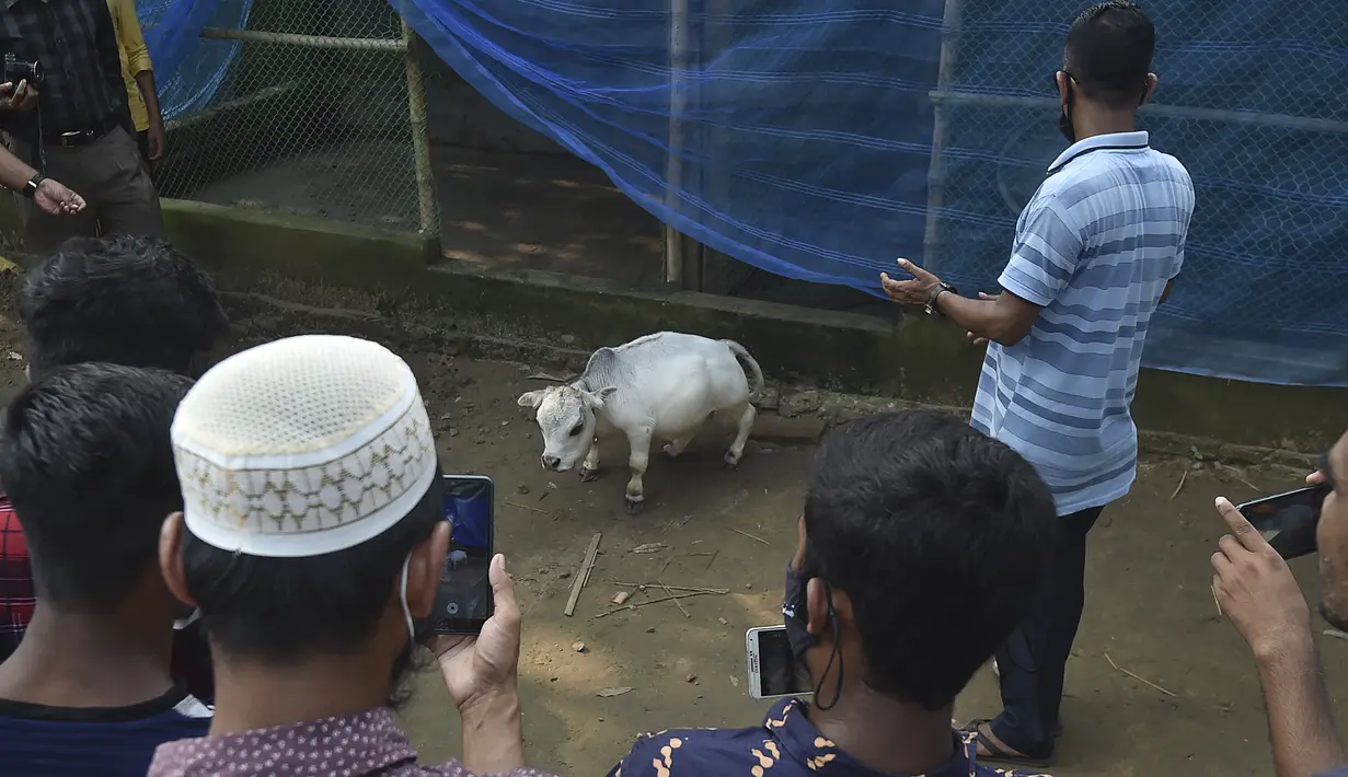FOTO: Ini Rani, Sapi Terkecil asal Bangladesh - Foto Liputan6.com