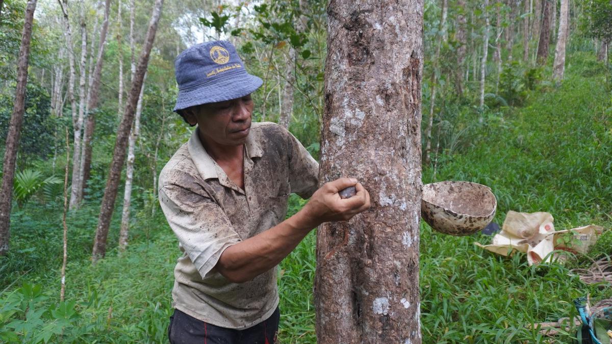 Rasa Gembira Masyarakat Adat Simardangiang, Terima 2 SK Pengakuan ...