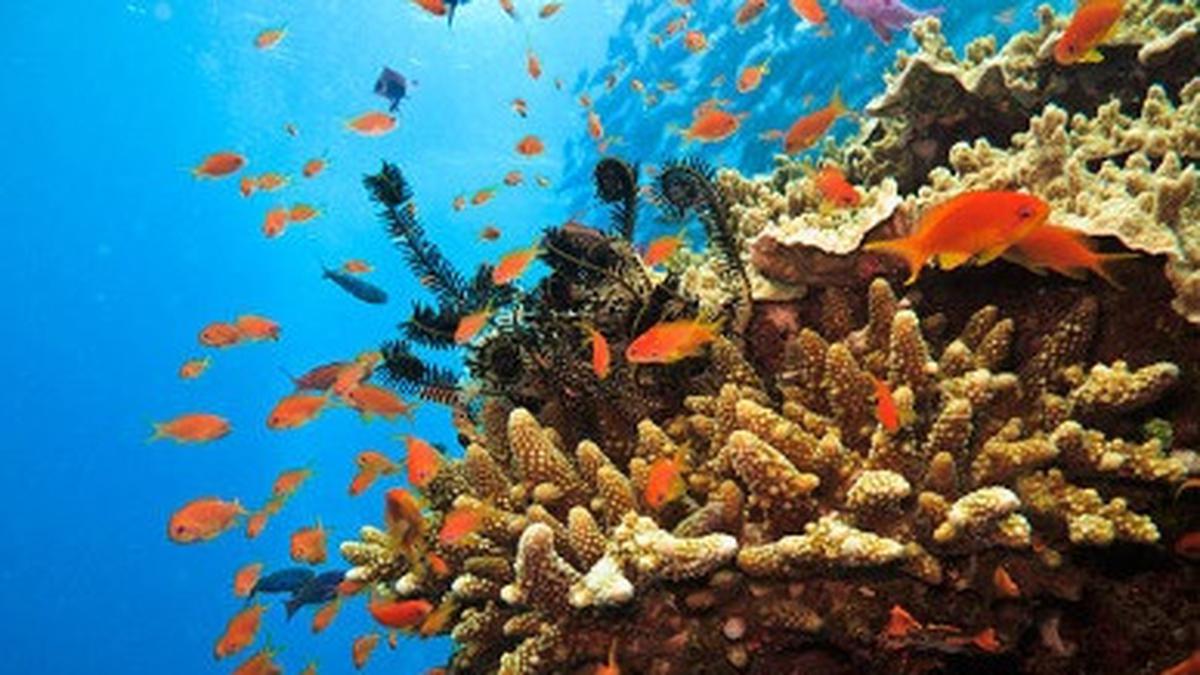 Laut Bali Makin Cantik dengan Ribuan Struktur Karang