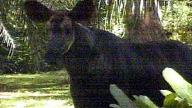 Okapi di Kongo Terancam Punah - Global Liputan6.com