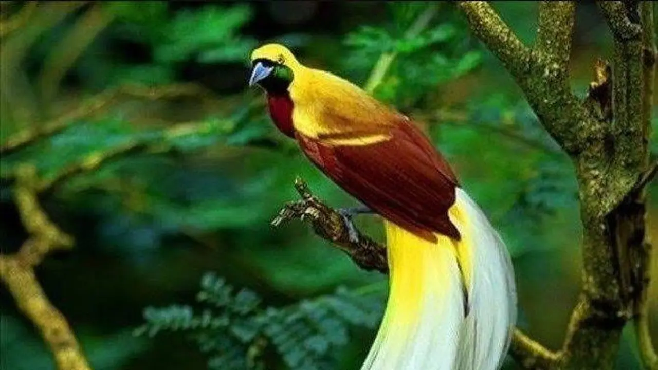 Gelung Papua, Keindahan Burung Cenderawasih dalam Tatanan Rambut ...