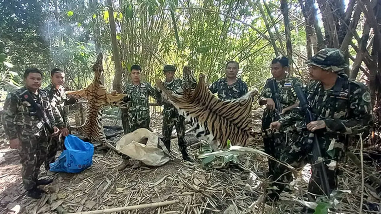 Populasi Harimau India Naik Capai 3.000 Ekor Lebih, Jadi Negara dengan Habitat Harimau Terbesar ...