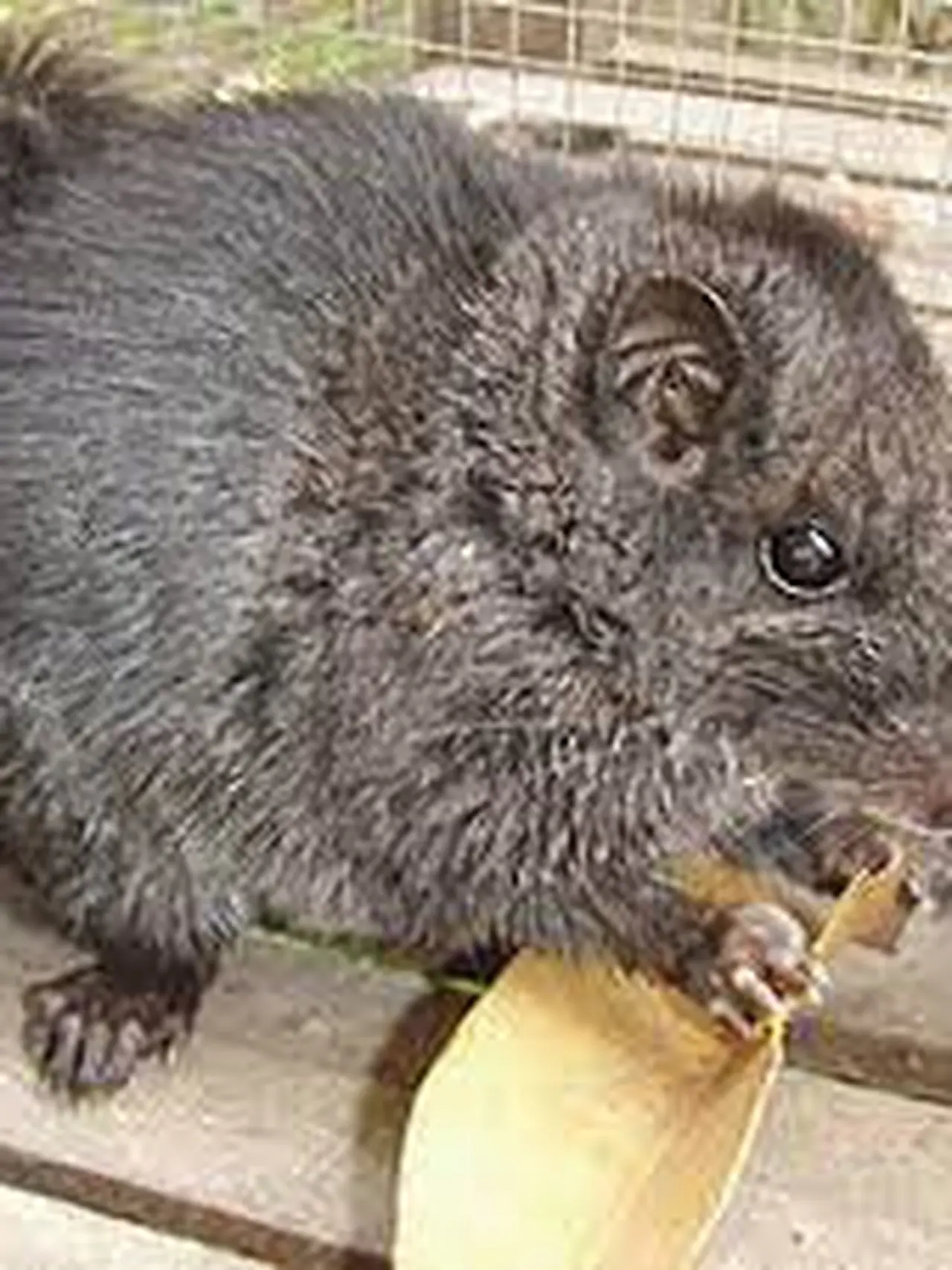 Reinkarnasi 11 Hewan Mirip Fosil Hidup Jutaan Tahun Lalu - Citizen6 ...