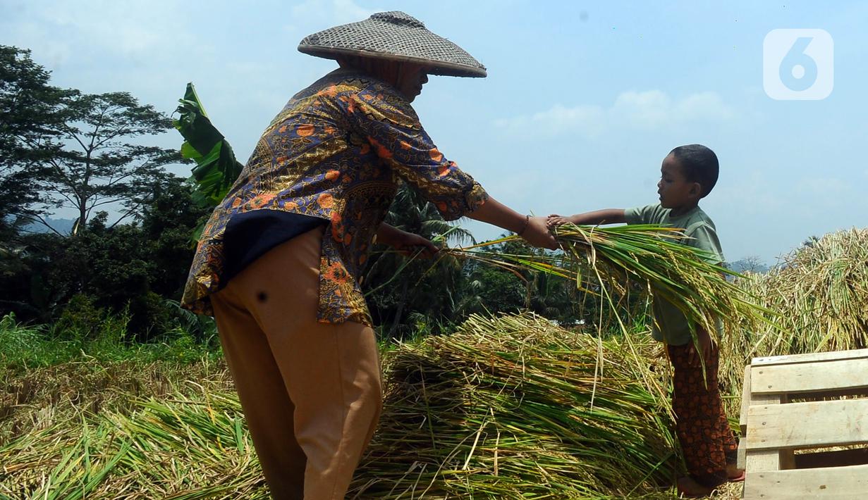 Harga Gabah Tinggi, Pemerintah Lakukan Penyesuaian HET dan HPP - Foto ...