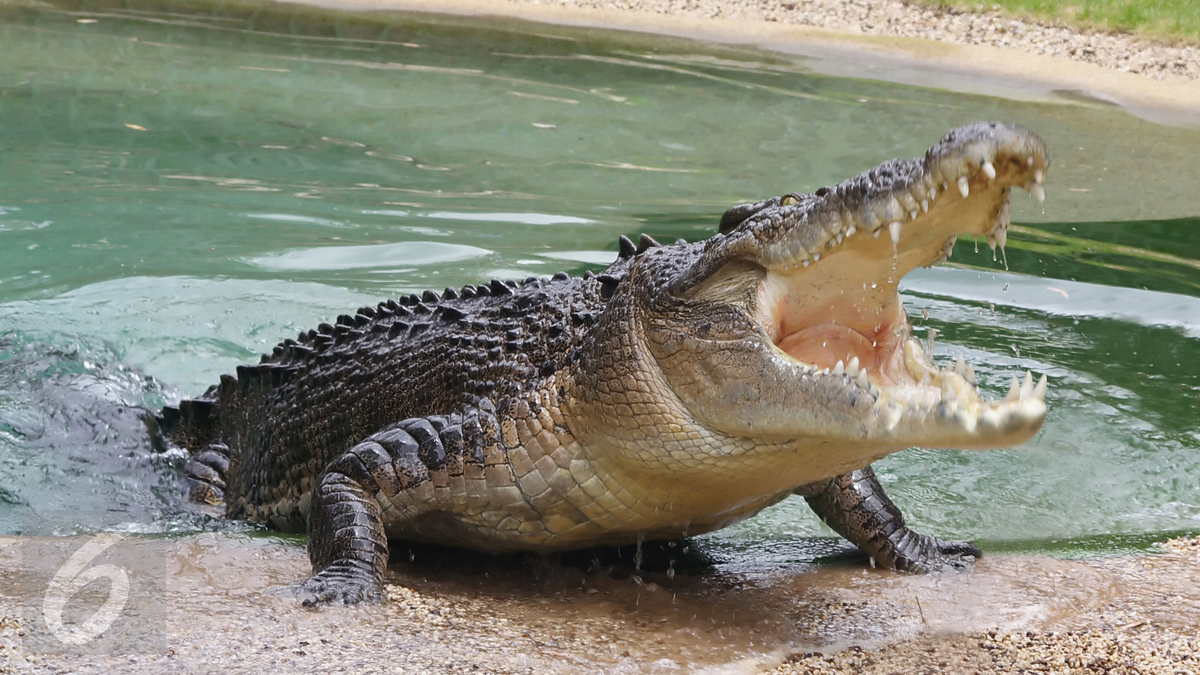 Di Australia, Buaya Jadi Kado Natal untuk Dipelihara - Global Liputan6.com
