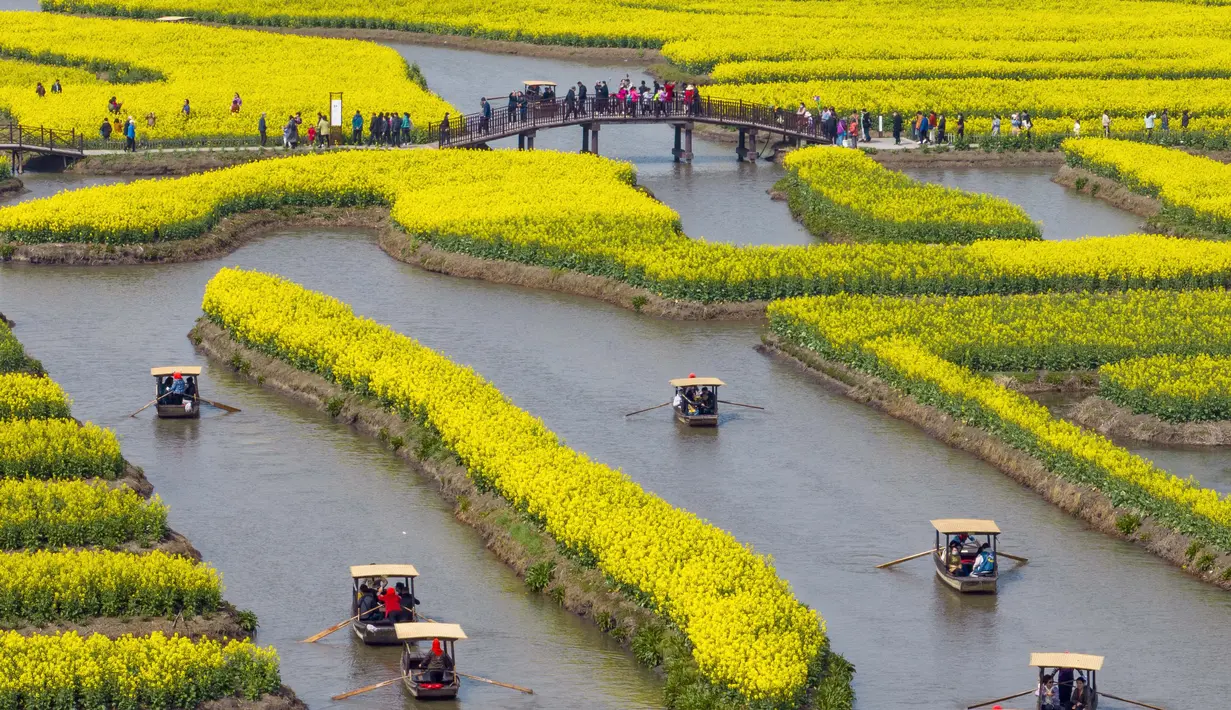 Keindahan Hamparan Emas Bunga Canola di Jiangsu China - Foto Liputan6.com