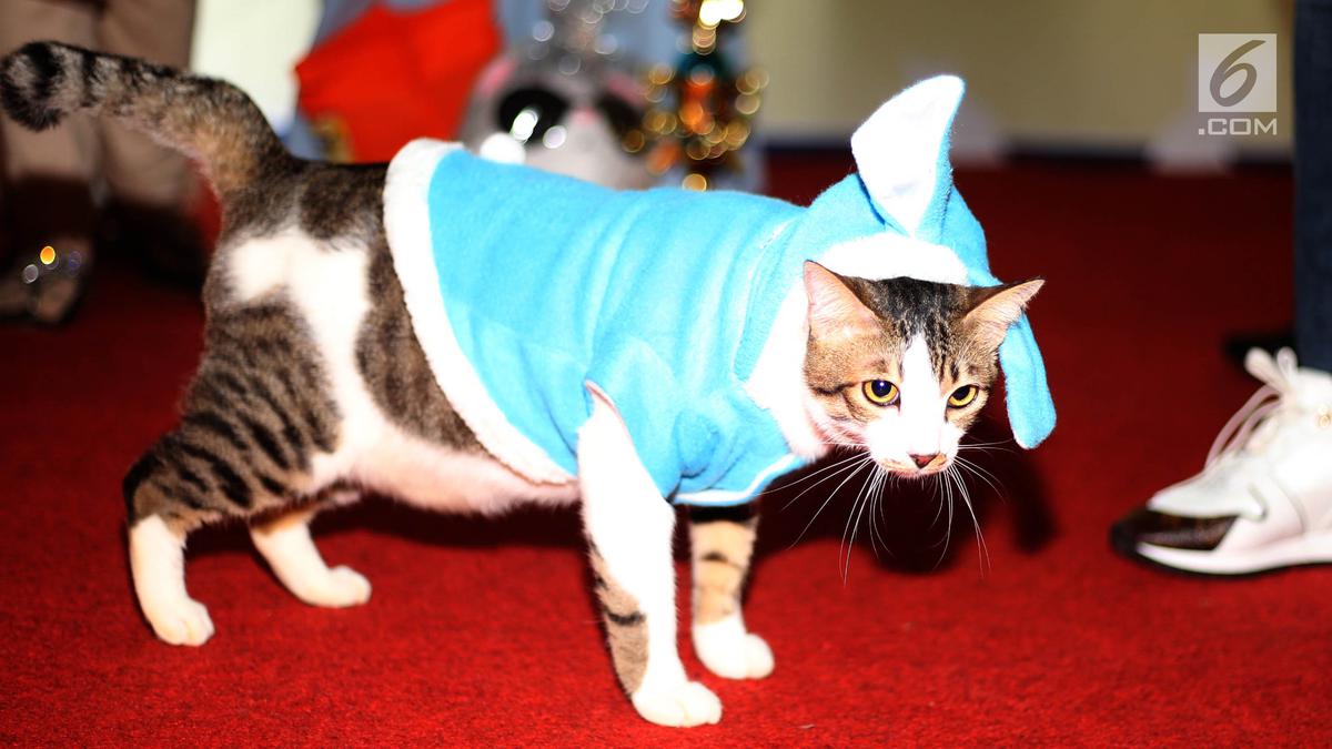 FOTO: Para Kucing Bersaing Mirip Bobby The Cat Milik Prabowo - Foto ...