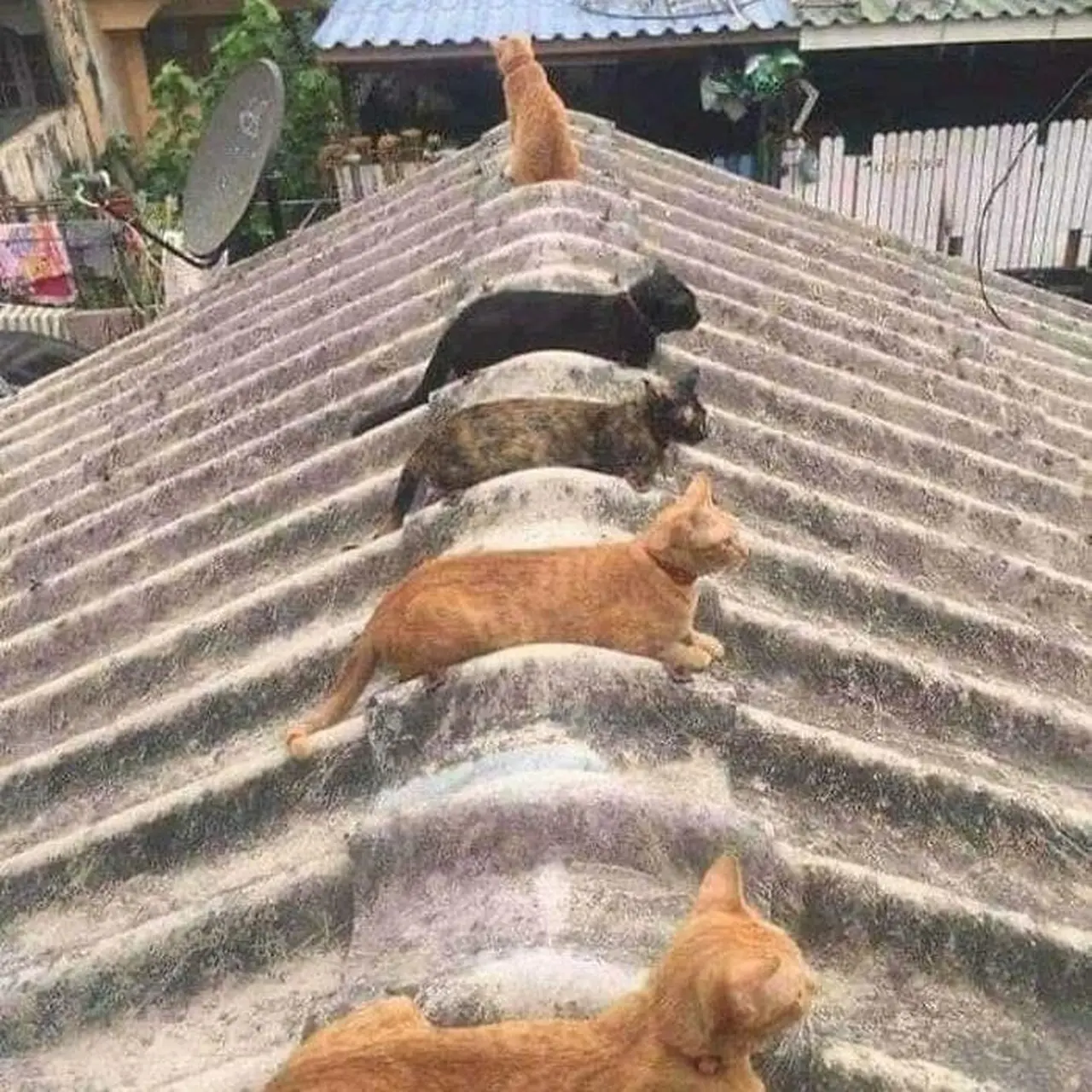 10 Potret Lucu Kucing Lagi Kumpul, Bak Bocah Nongkrong Bareng - Hot ...