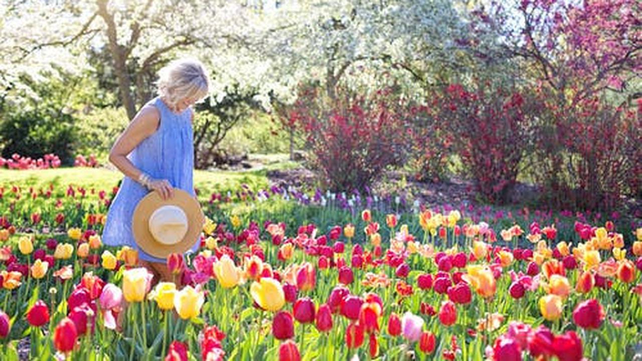 14 Jenis-Jenis Bunga Taman dan Karakteristiknya yang Populer