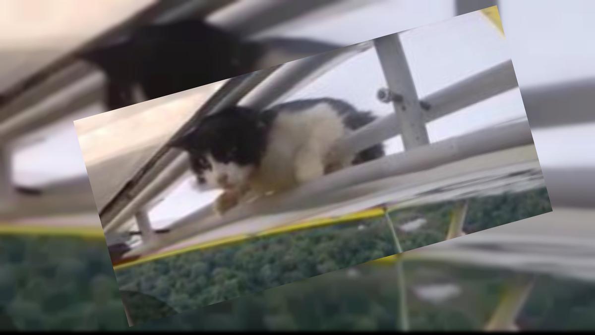 "Kucing Terbang" Kagetkan Pilot Saat Mengudara - Global Liputan6.com