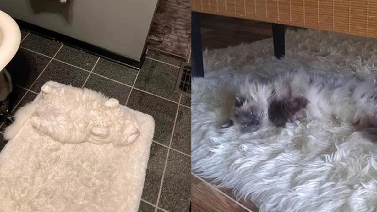 6 Potret Kucing Kamuflase di Karpet, Bikin Kucek Mata