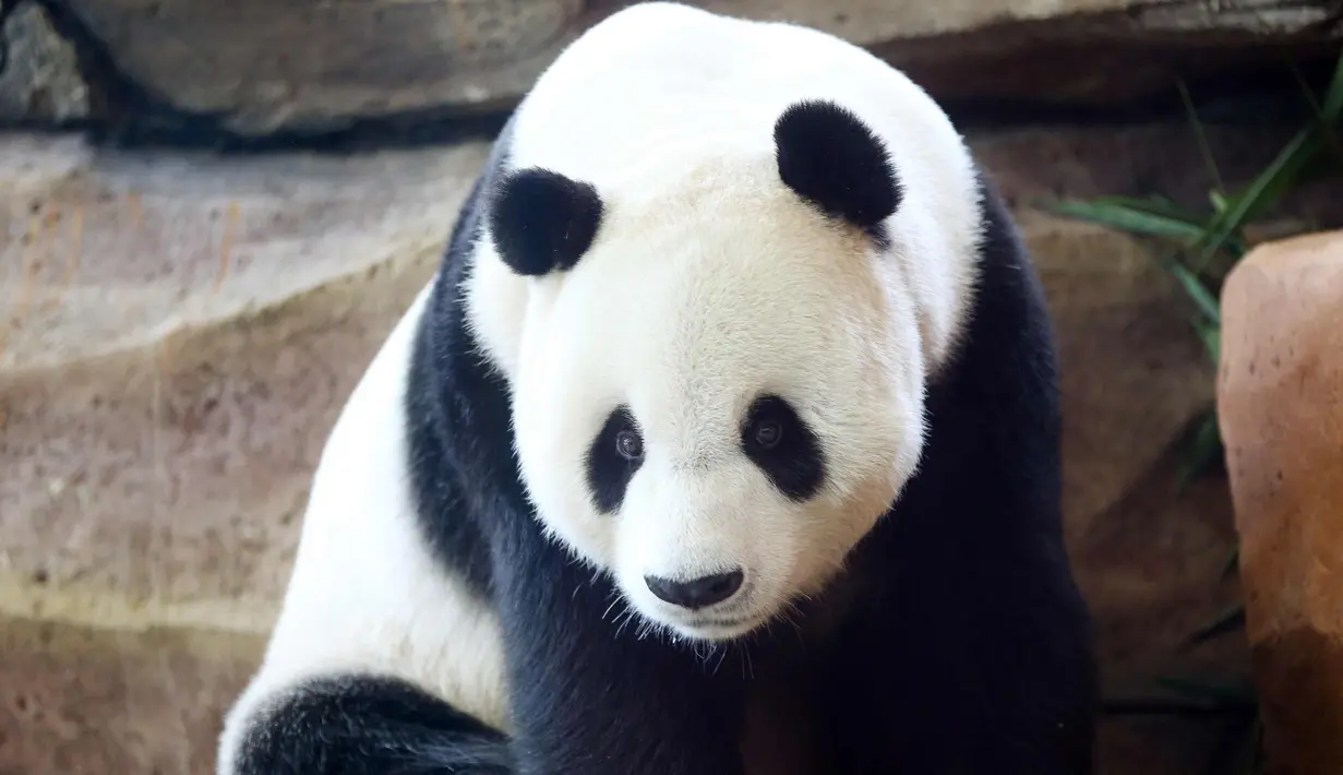PHOTO: Tingkah Menggemaskan Dua Panda China di Taman Safari Indonesia ...