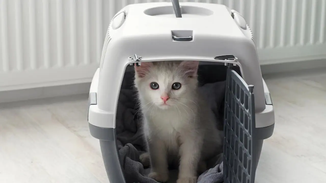 Kucing Sering Pipis Sembarangan, Bisa Jadi Ini Salah Satu Penyebabnya ...